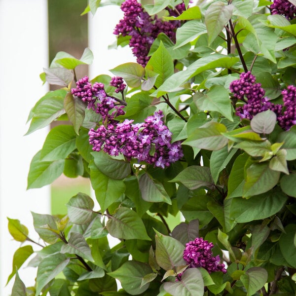 Syringa Virtual Violet® | White Flower Farm