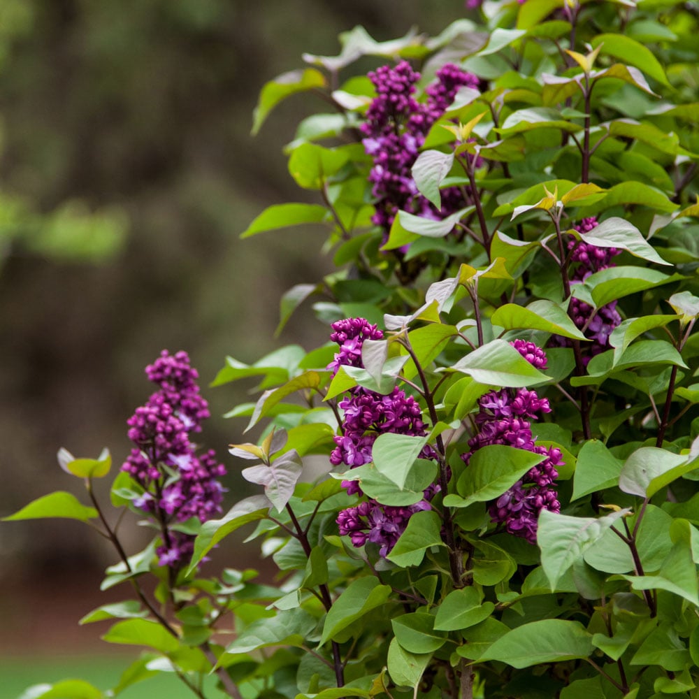 Syringa Virtual Violet® | White Flower Farm