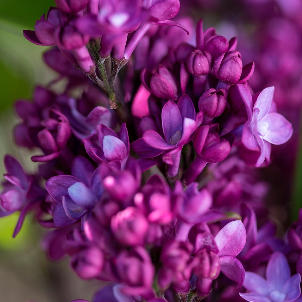 Syringa Virtual Violet® | White Flower Farm