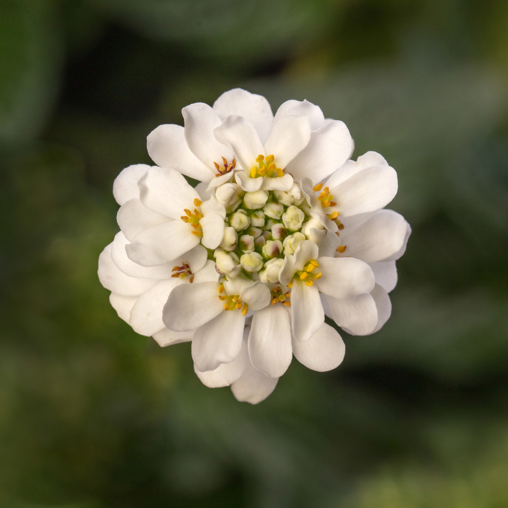Iberis sempervirens 'Snowdrift' | White Flower Farm