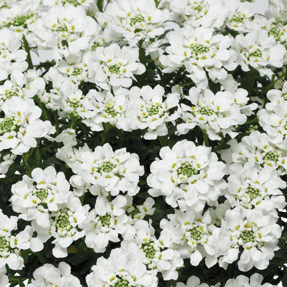 Iberis sempervirens 'Snowdrift' | White Flower Farm