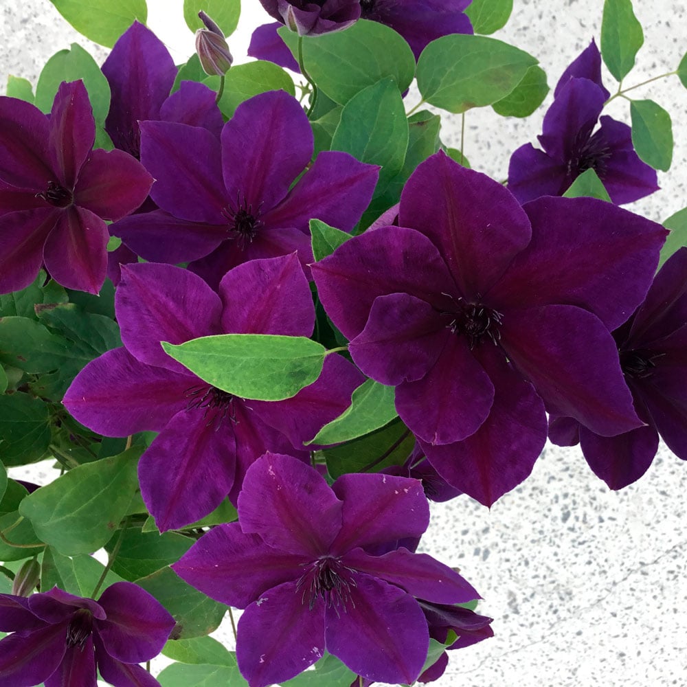 Clematis Ravel™ Boulevard® | White Flower Farm