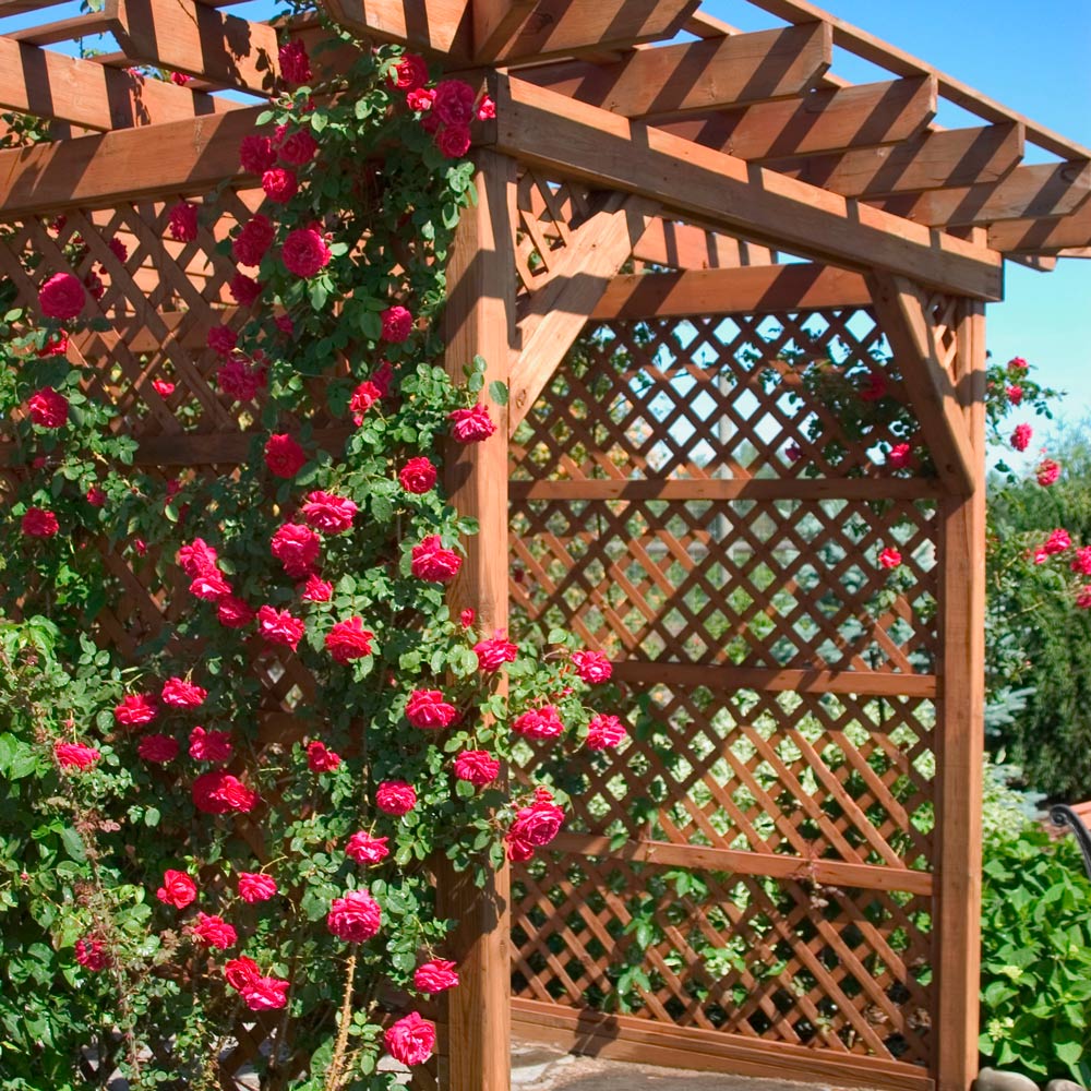 Rose First Editions® Ramblin' Red® | White Flower Farm