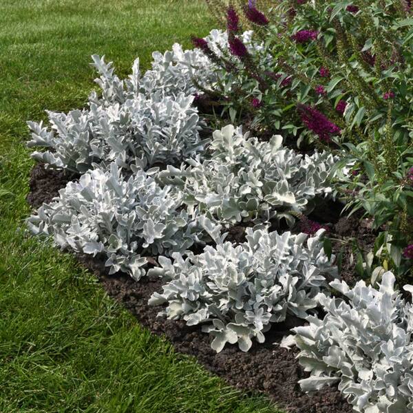 Centaurea ragusina Silver Swirl | White Flower Farm