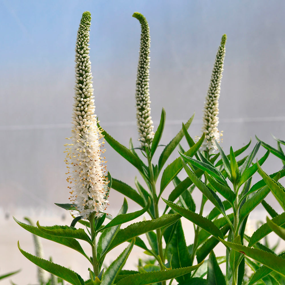 Veronica longifolia Vernique® 'White' | White Flower Farm