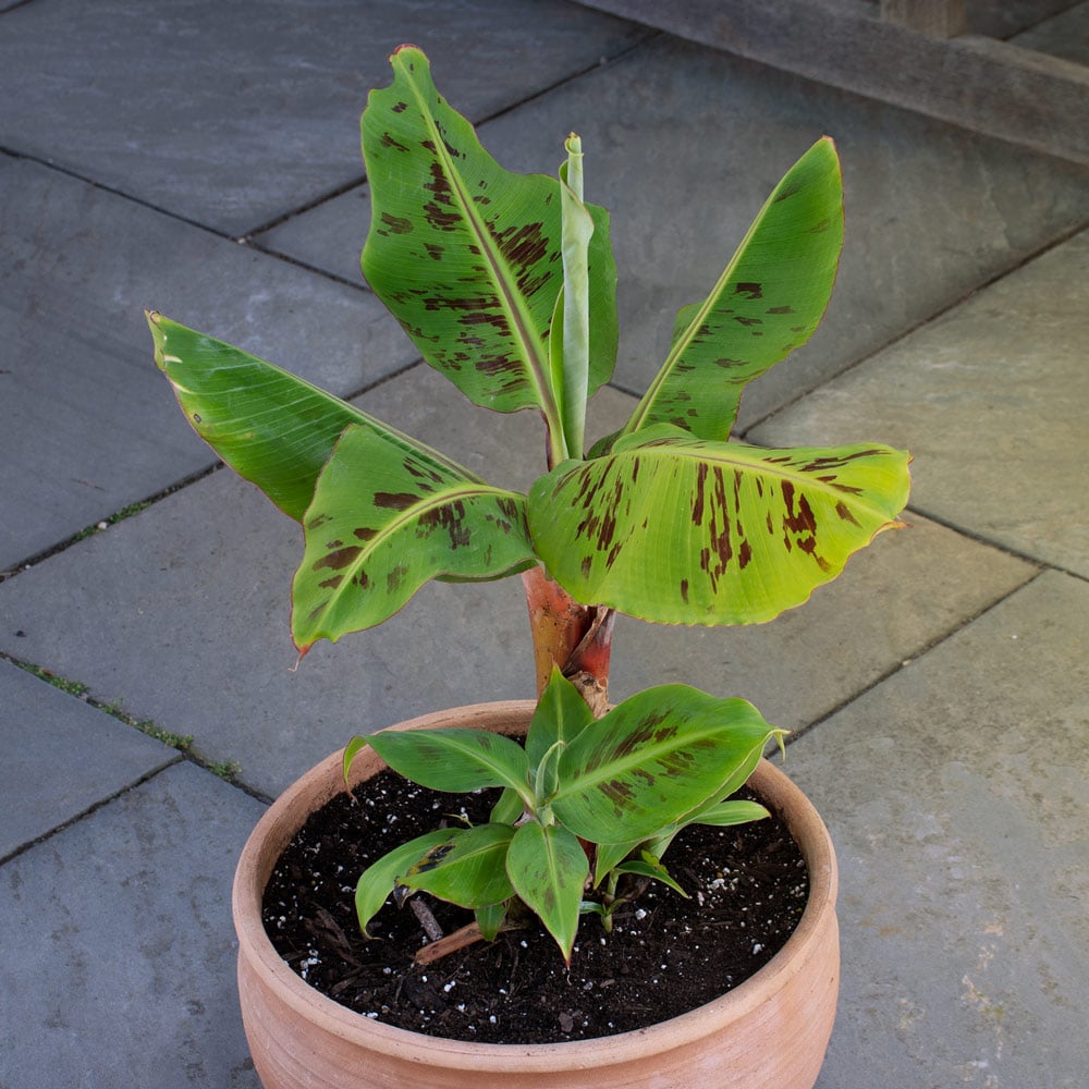 Musa acuminata ‘Tropicana’ - Dwarf Ornamental Banana | White Flower Farm