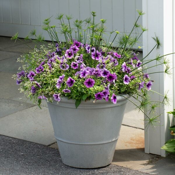 Egyptian Amethyst Container Garden | White Flower Farm