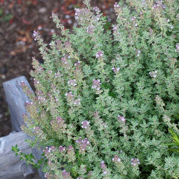 Thyme 'Hi-Ho Silver' | White Flower Farm