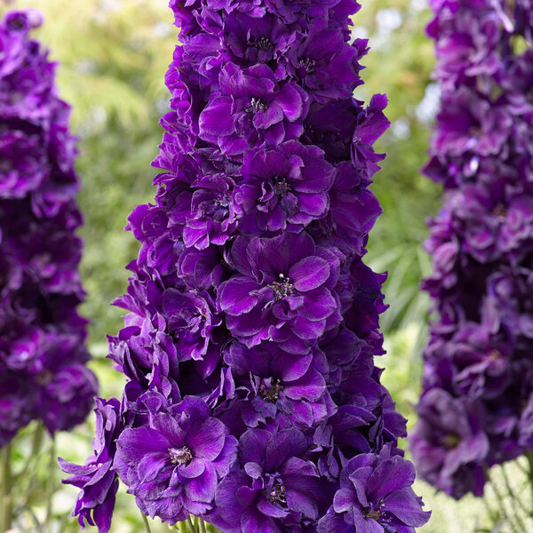 Delphinium elatum Paramo Black Velvet | White Flower Farm