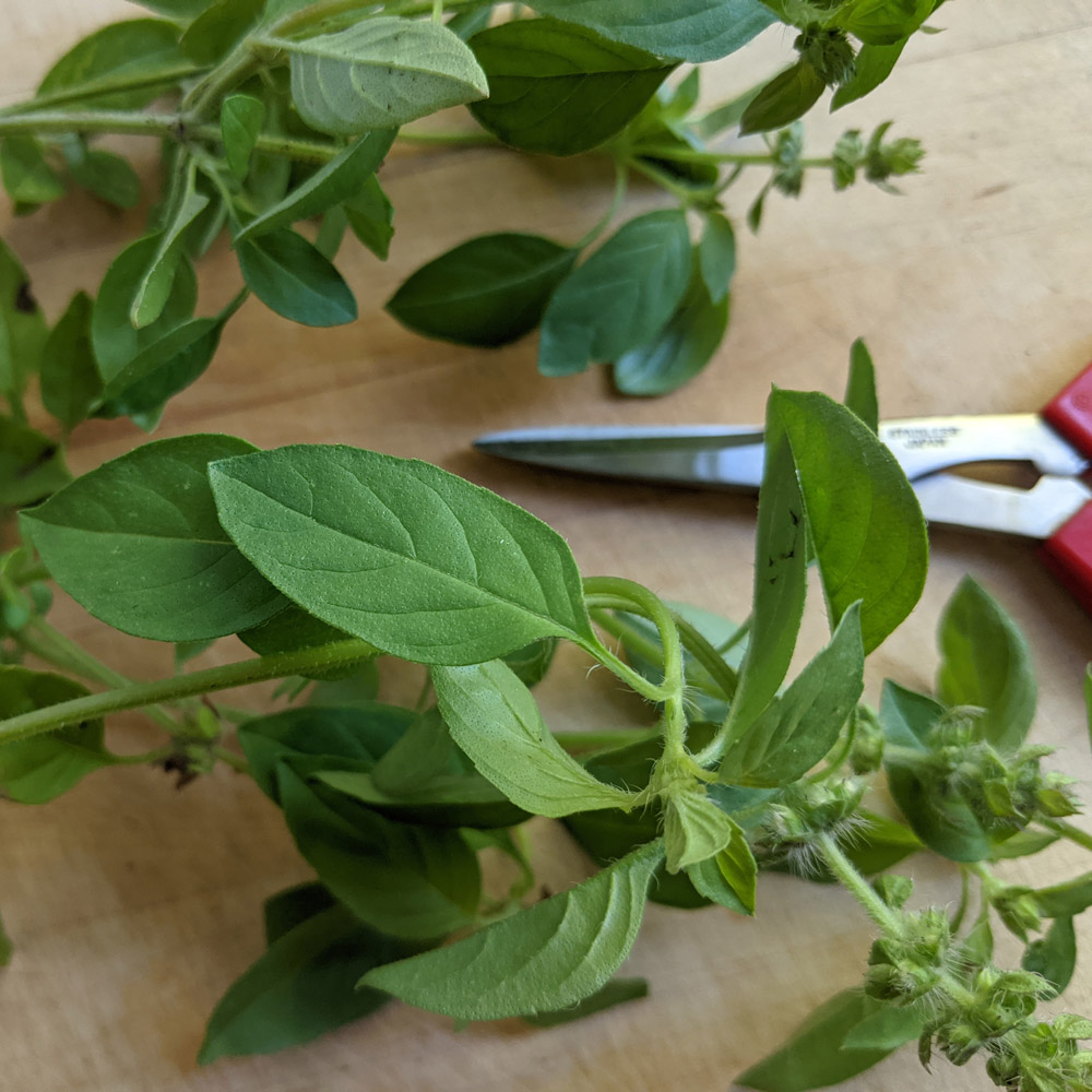 Basil 'Lime' | White Flower Farm