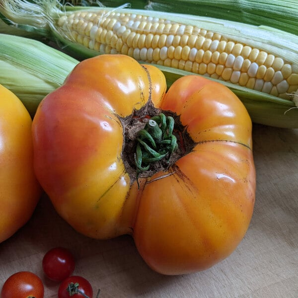 Tomato 'GinFiz' | White Flower Farm