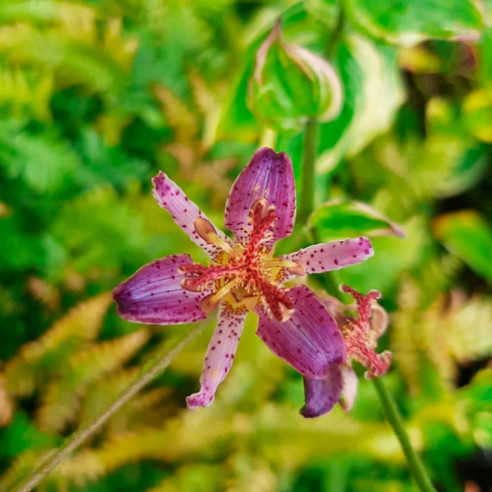 Tricyrtis formosana Ninja Star | White Flower Farm