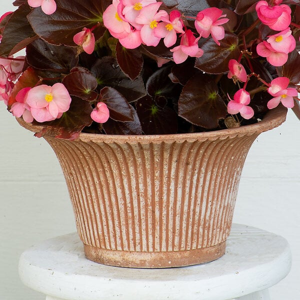 Daisy Pot and Saucer, 12" wide | White Flower Farm