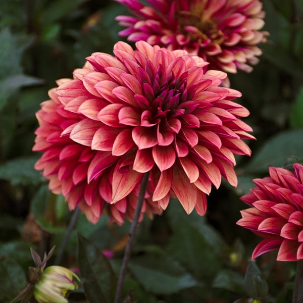 Dahlia 'Danique' | White Flower Farm