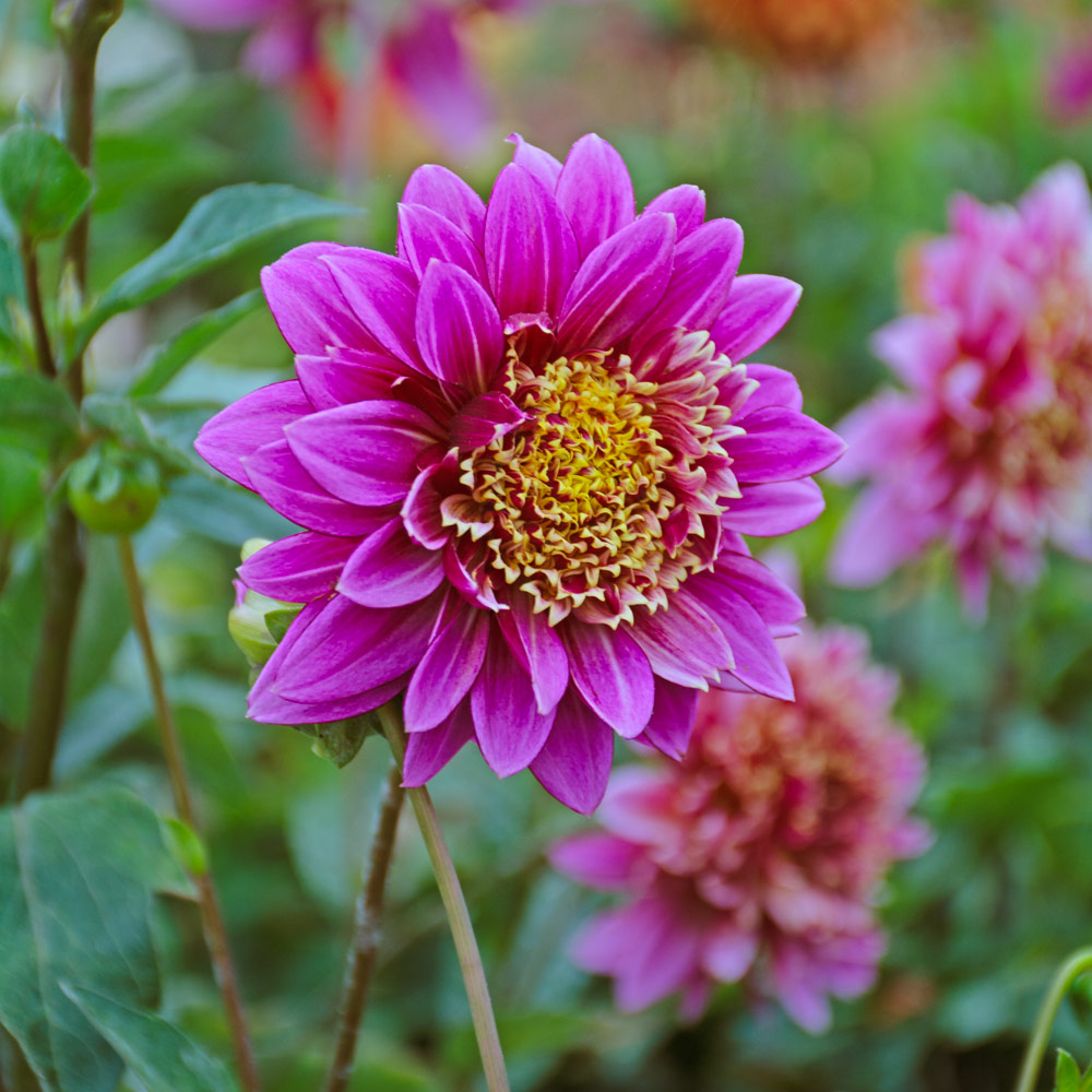 Dahlia 'Take Off' | White Flower Farm