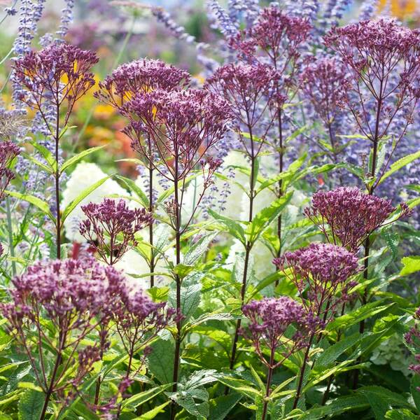 Eupatorium purpureum Euphoria™ Ruby | White Flower Farm
