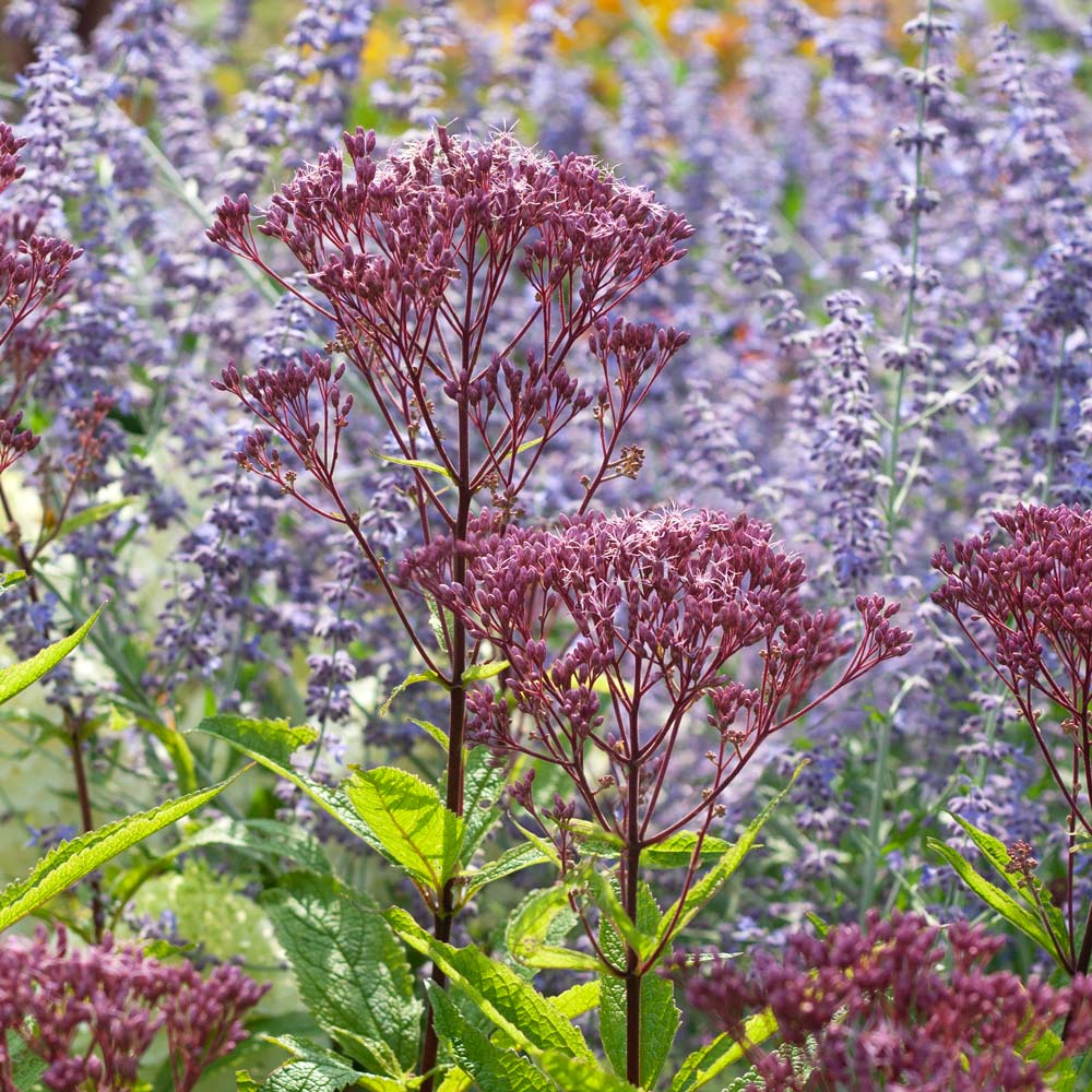 Eupatorium purpureum Euphoria™ Ruby | White Flower Farm