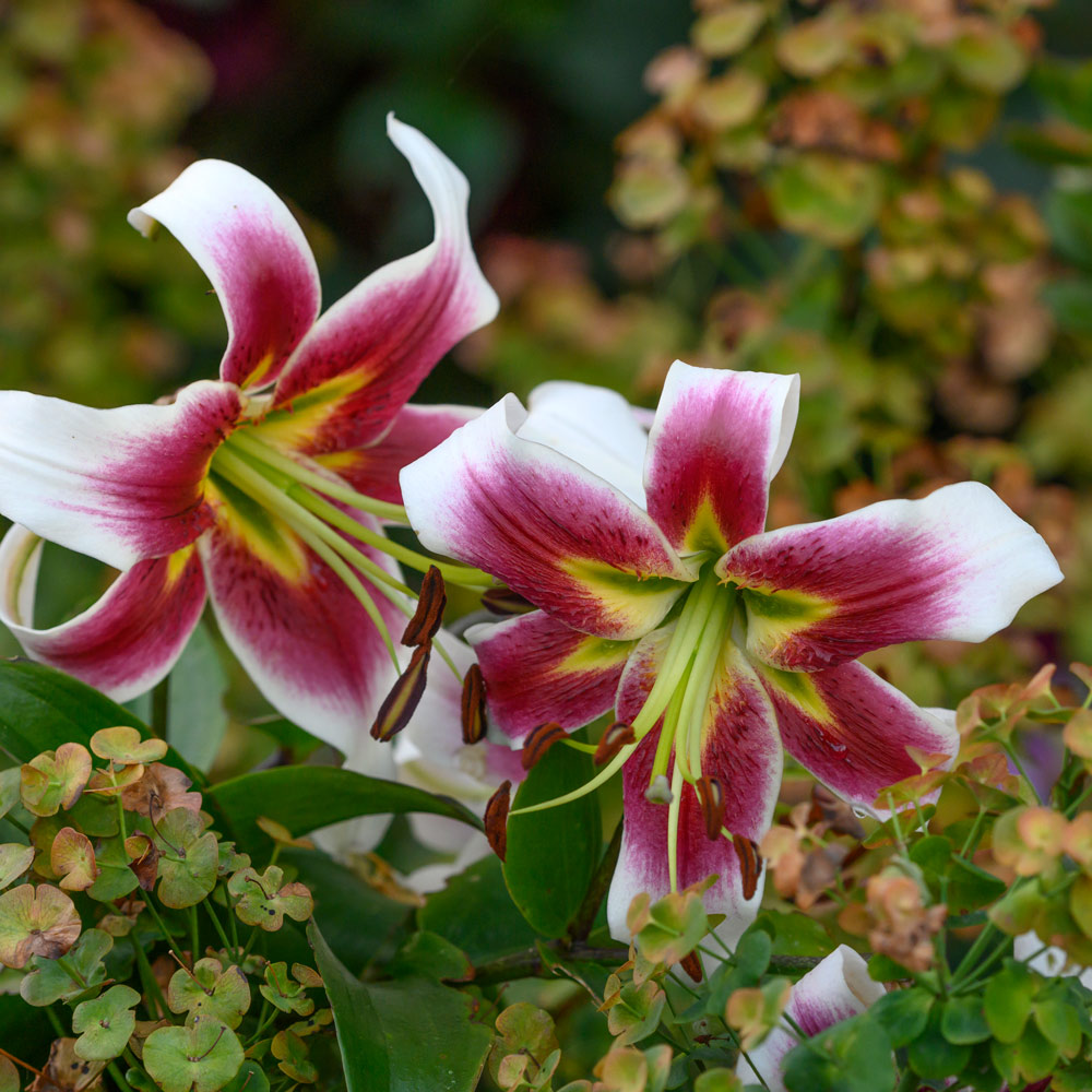 Lilium 'Leslie Woodriff' | White Flower Farm