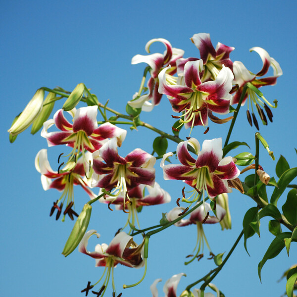 Lilium 'Leslie Woodriff' | White Flower Farm
