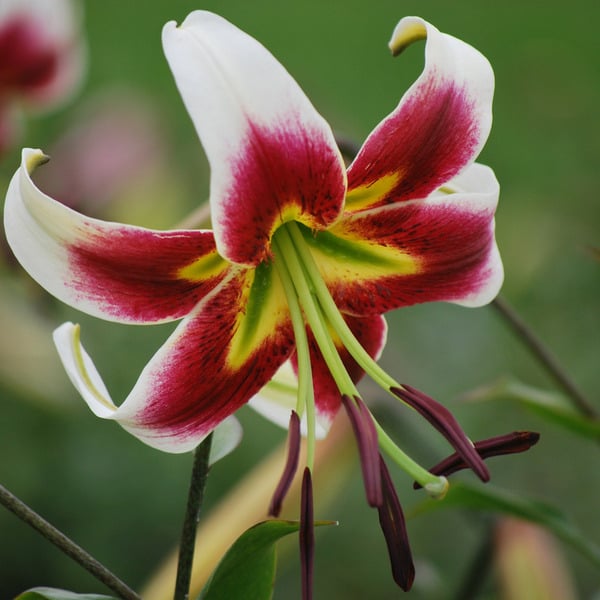 Lilium 'Leslie Woodriff' | White Flower Farm