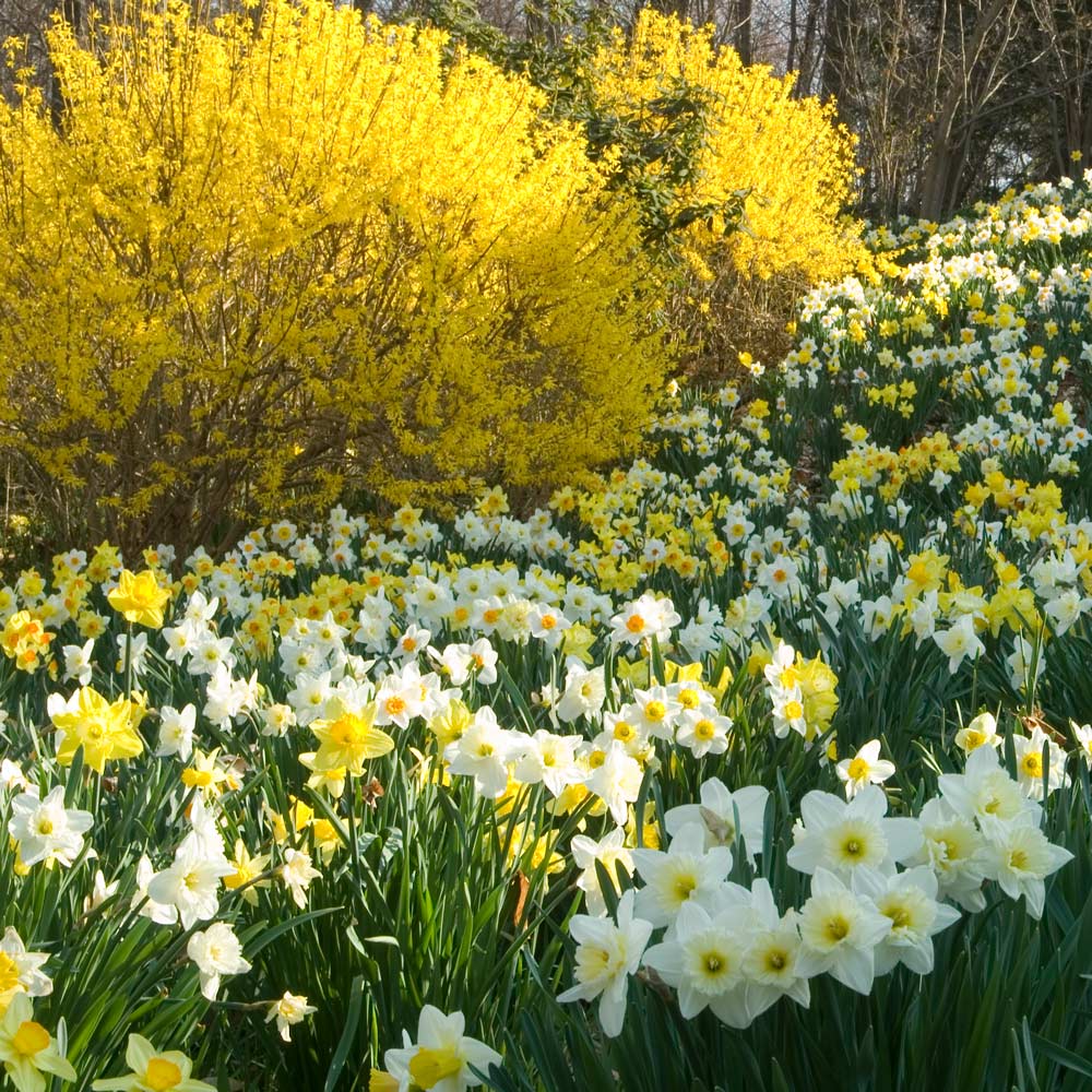 The Works Daffodil Mix | White Flower Farm