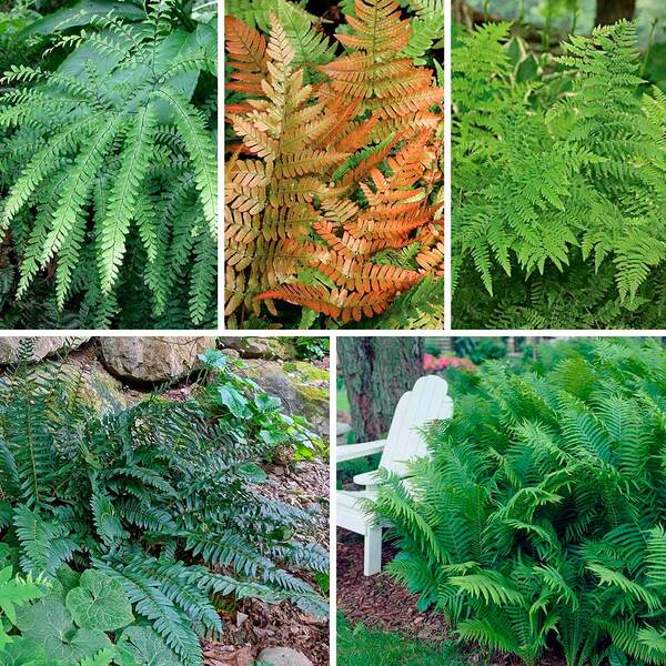 Hardy Fern Sampler | White Flower Farm