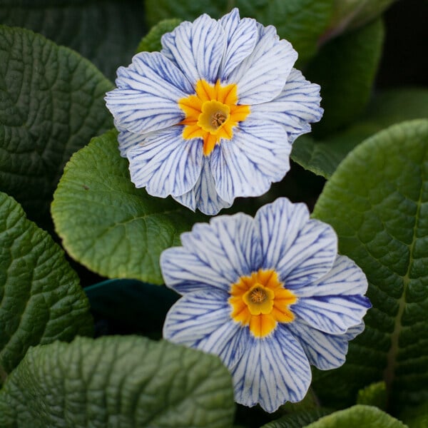 Primula acaulis 'Zebra Blue' | White Flower Farm