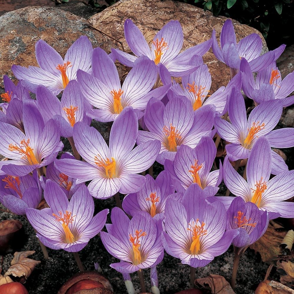 Birds With Crocus