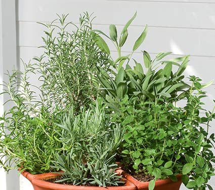 Herbes de Provence, plants only | White Flower Farm