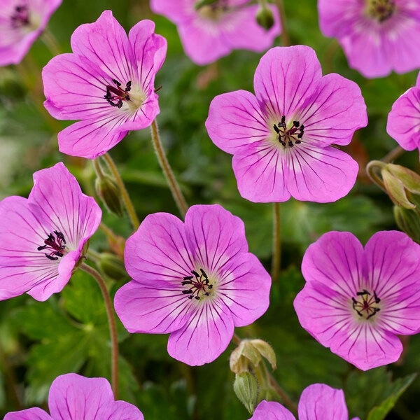 Geranium wallichianum 'Kelly Anne' | White Flower Farm