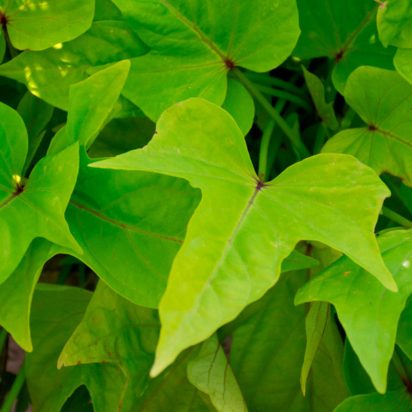 Pharaoh’s Crown Container Garden | White Flower Farm