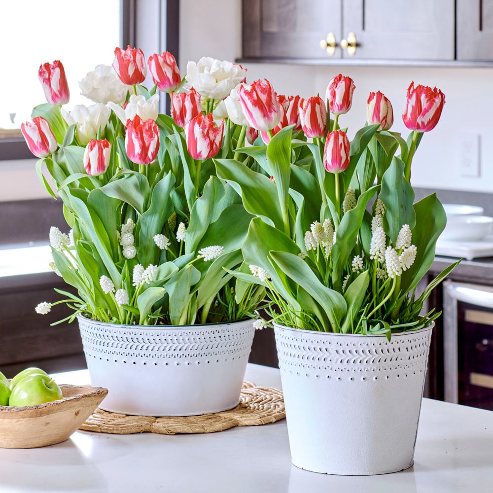 Circus Stars Bulb Collection | White Flower Farm