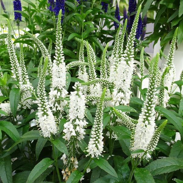 Veronica longifolia Vernique® 'White' | White Flower Farm