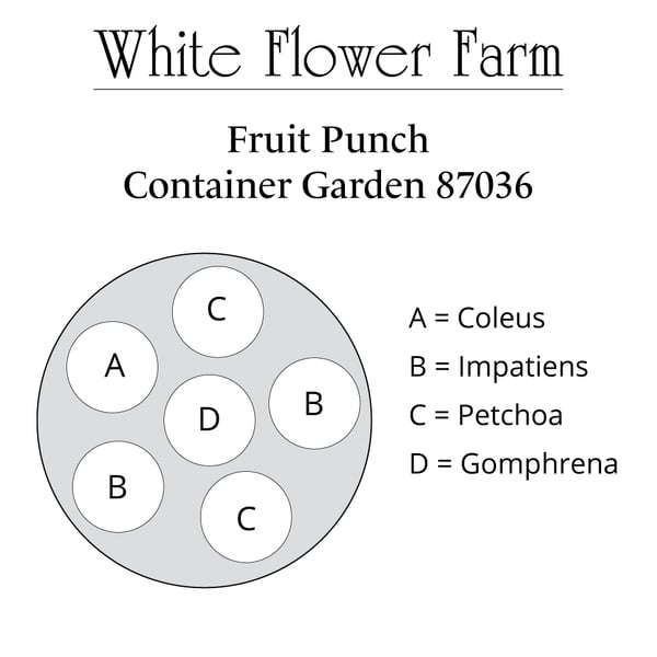 Fruit Punch Container Garden | White Flower Farm