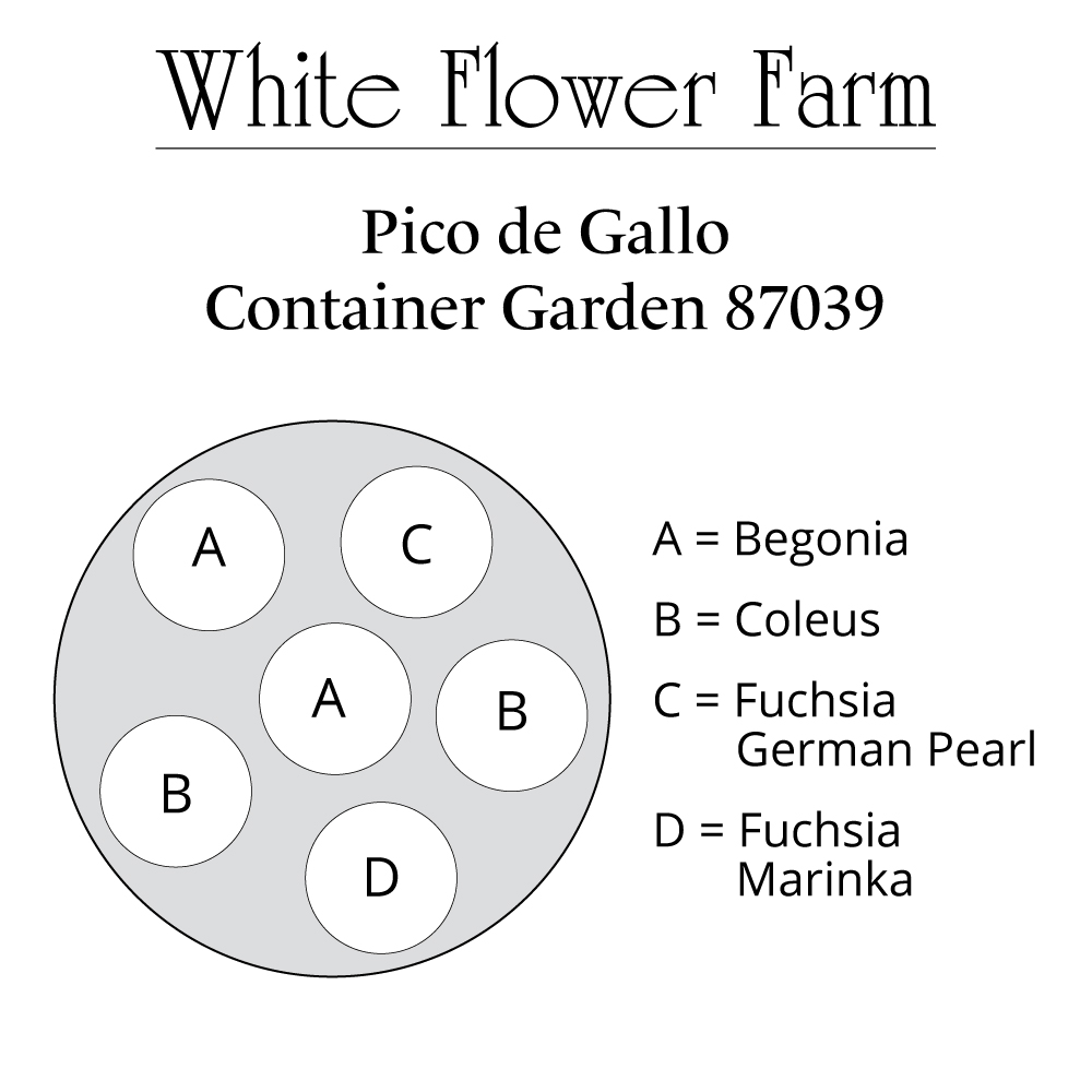 Pico de Gallo Container Garden | White Flower Farm
