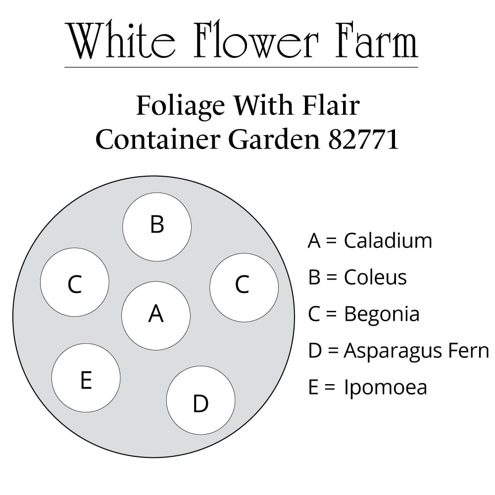 Foliage with Flair Container Garden | White Flower Farm