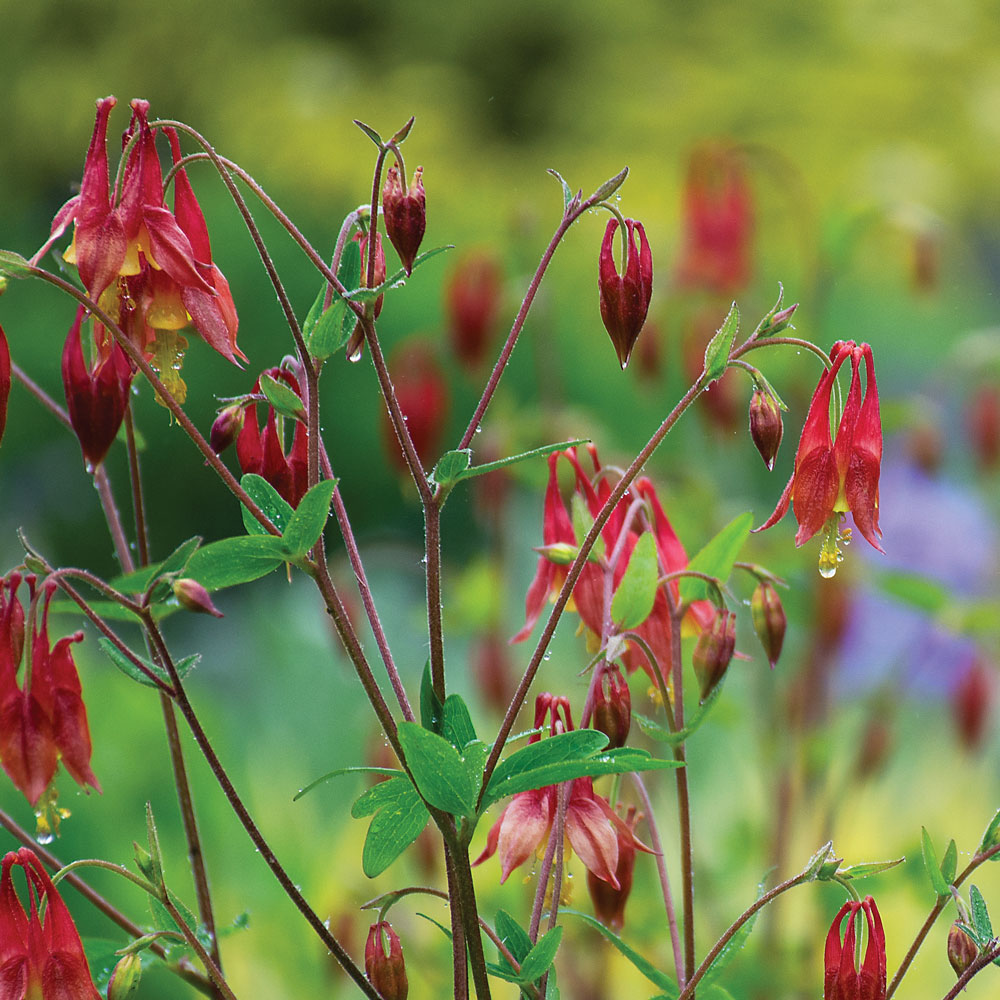 Landscape Plugs™ | White Flower Farm