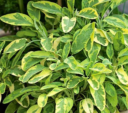 Herbes de Provence, plants only | White Flower Farm