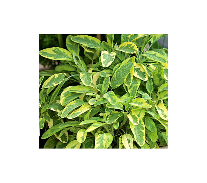 Herbes de Provence, plants only | White Flower Farm