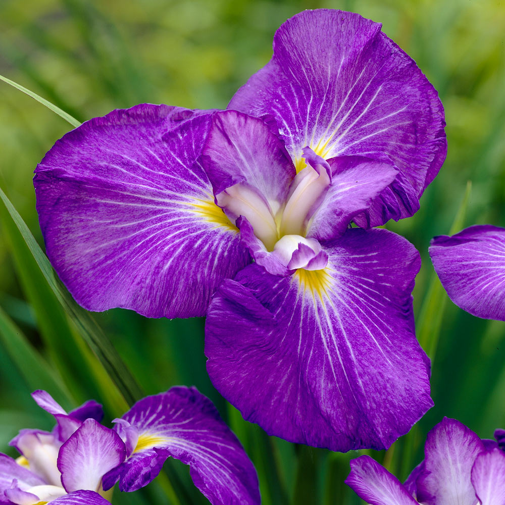 Japanese Iris | White Flower Farm