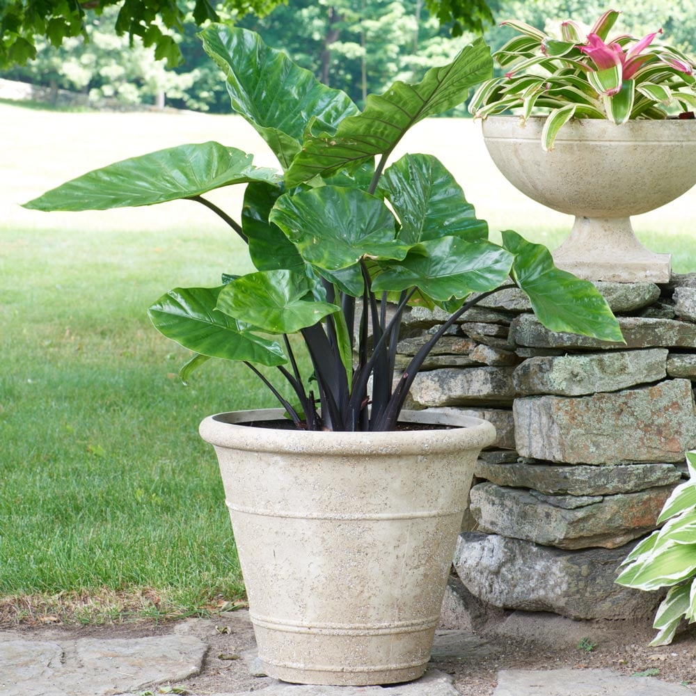 Tropical Patio for Shade & Part Shade | White Flower Farm