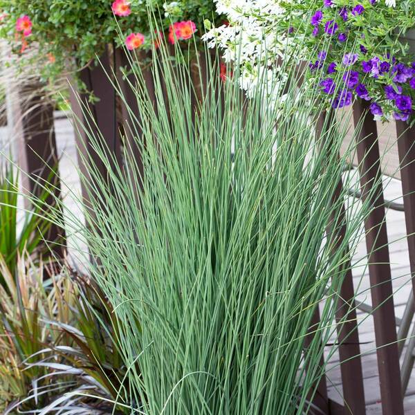 Juncus inflexus ColorGrass® 'Blue Arrows' | White Flower Farm