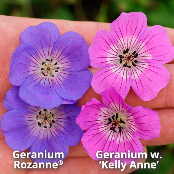 Geranium wallichianum 'Kelly Anne' | White Flower Farm