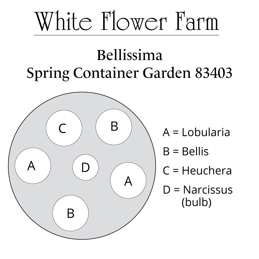 Bellissima Spring Container Garden | White Flower Farm