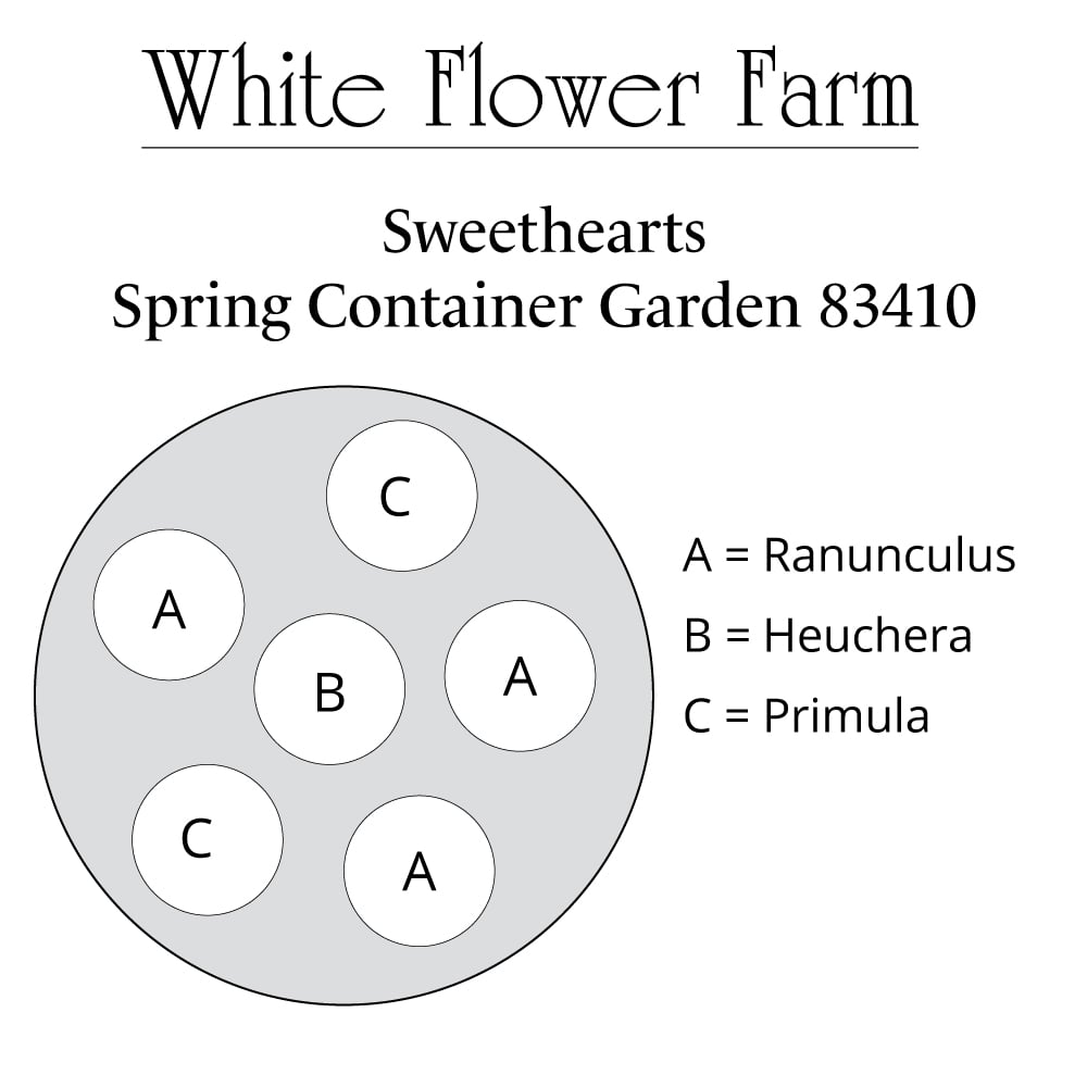 Sweethearts Spring Container Garden | White Flower Farm