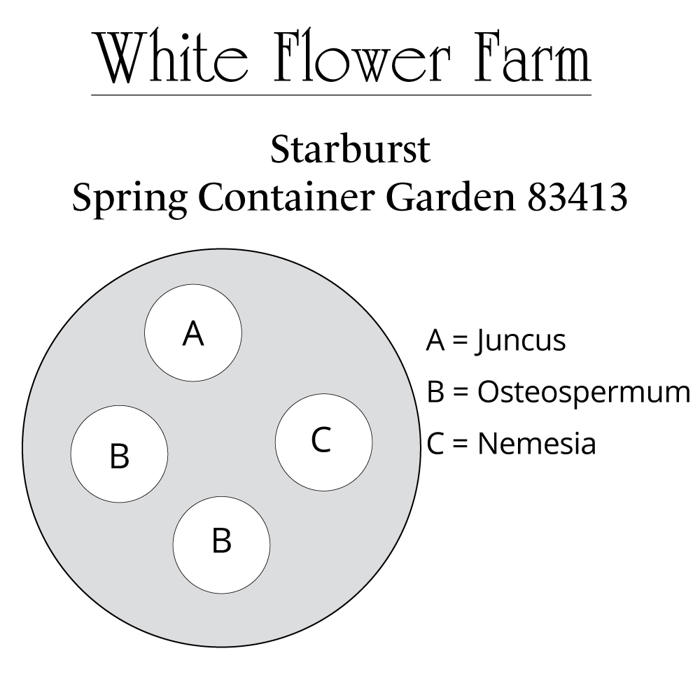 Starburst Spring Container Garden | White Flower Farm