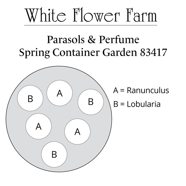 Parasols & Perfume Spring Container Garden | White Flower Farm
