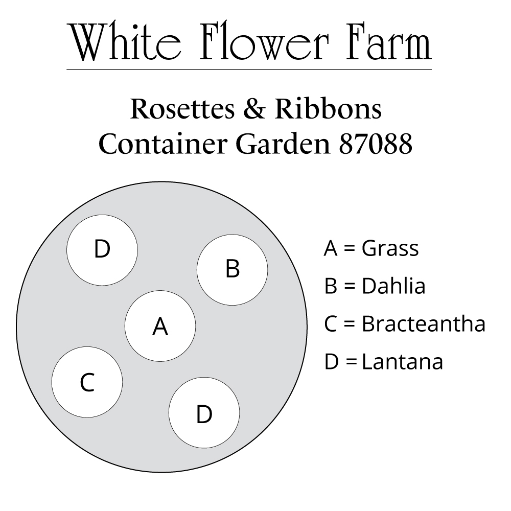 Rosettes & Ribbons Container Garden | White Flower Farm