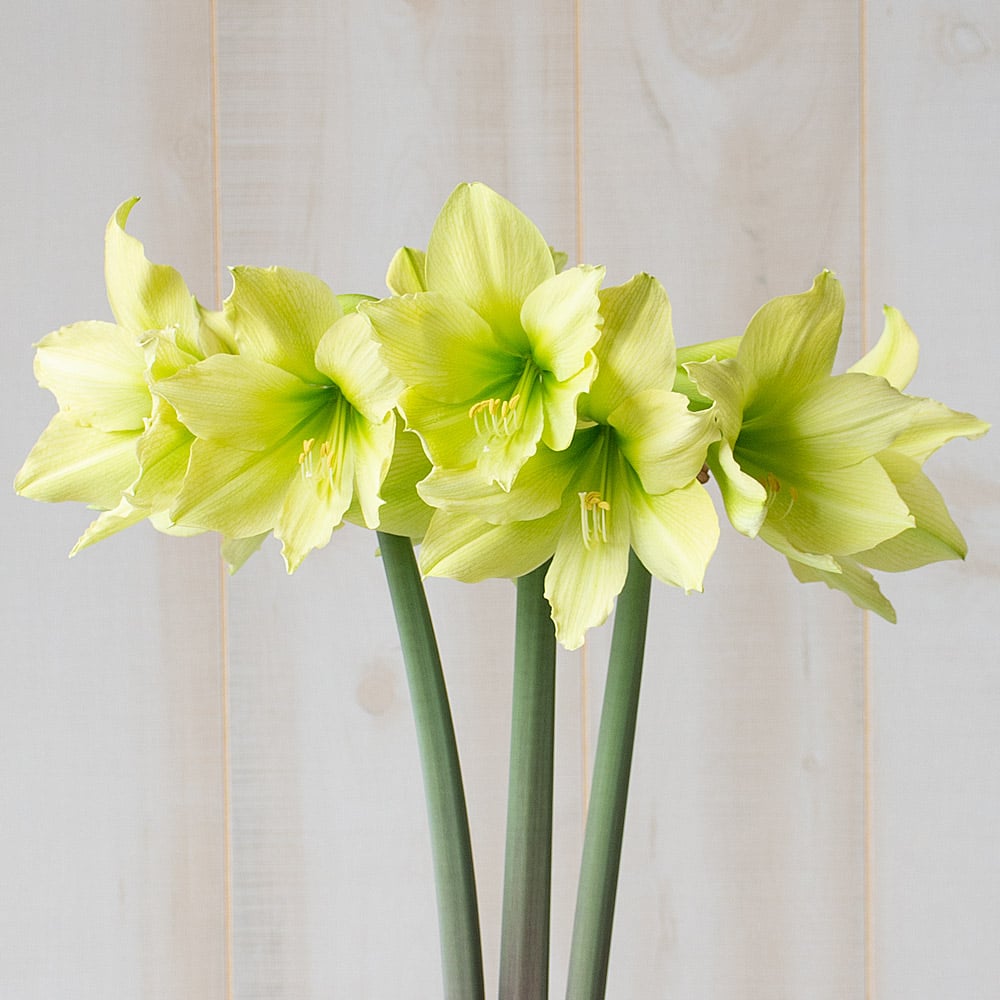 Amaryllis 'Yellow Star' | White Flower Farm
