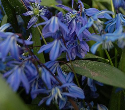 Rhapsody in Blue Bulb Mix | White Flower Farm